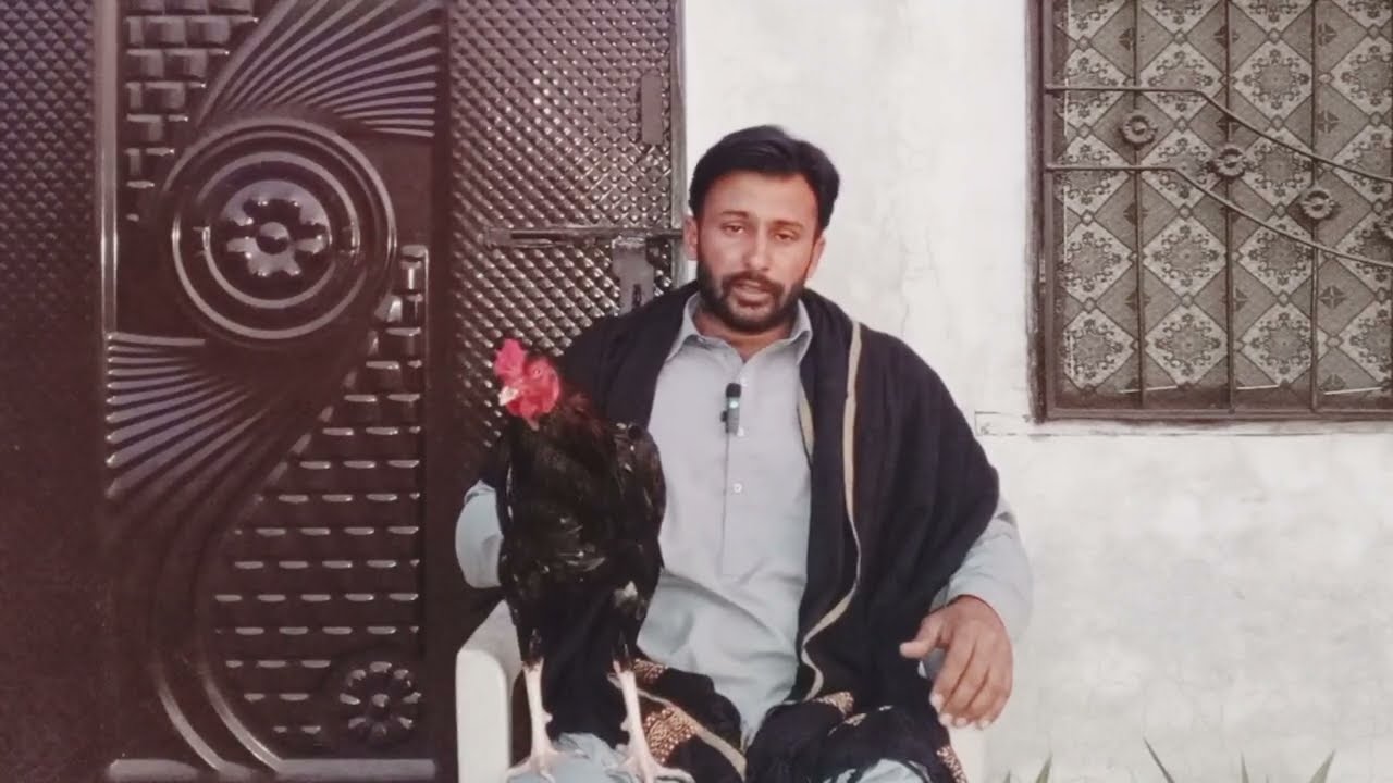 Chicken and turkey cross breed result | chicken cross breed # ...