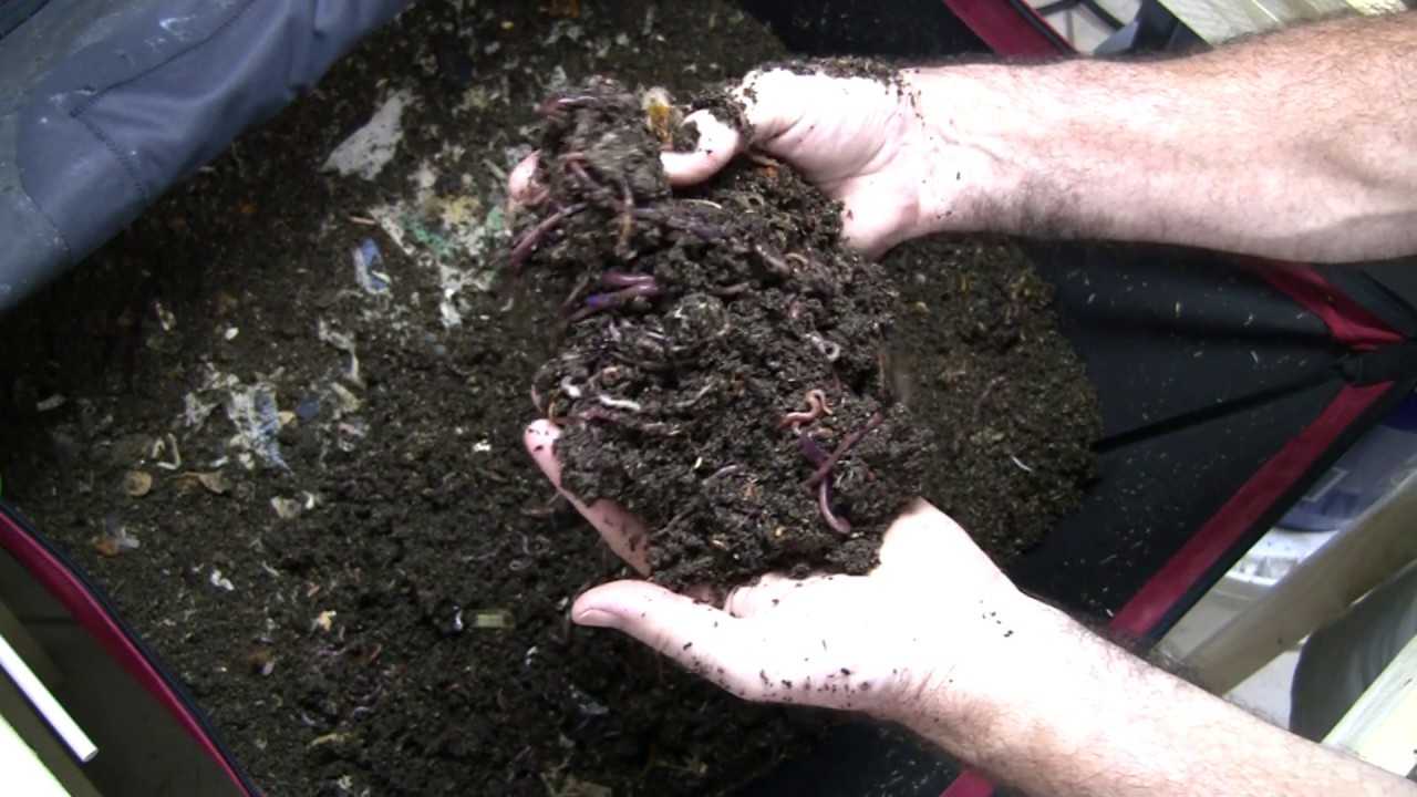 VermiBag Ep 81 Mammoth Feeding 34 Lbs 10/13/2018 - YouTube