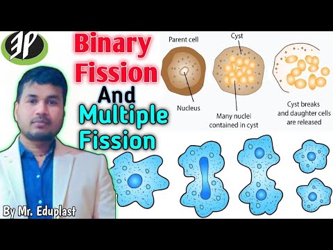 Binary Fission & Multiple Fission | Asexual Reproduction |Class 8th | NCERT | - YouTube