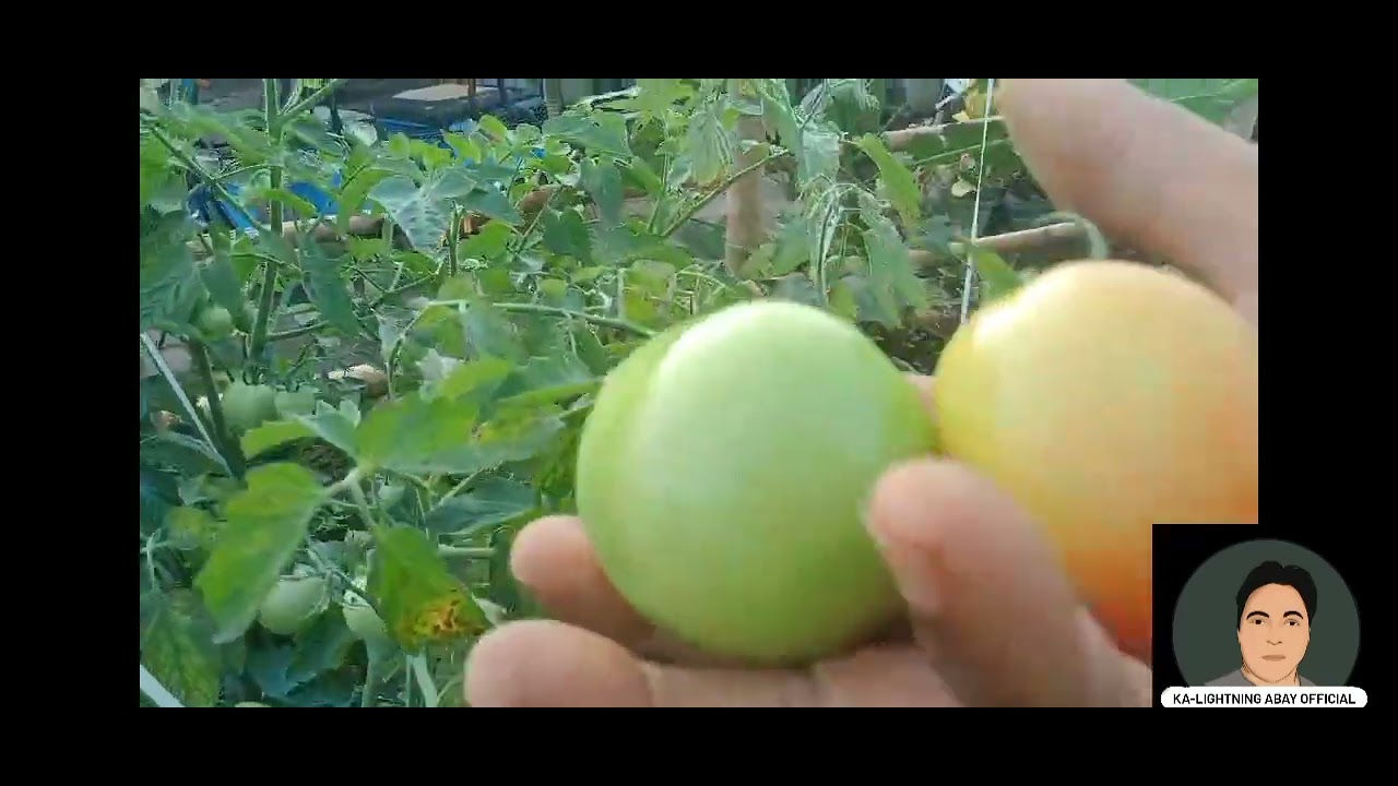 Unang harvest sa kamatis at iba pang mga gulay si #ka lightning. - YouTube