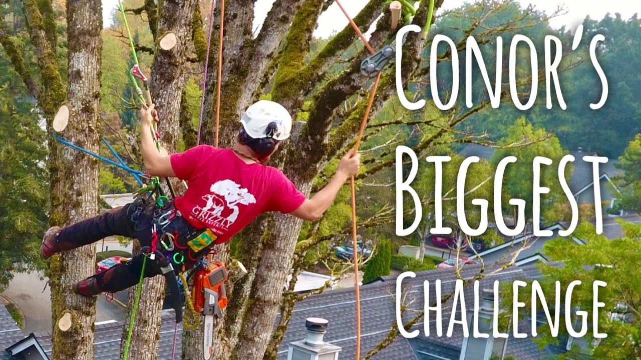 Conor taking on his biggest tree removal - YouTube