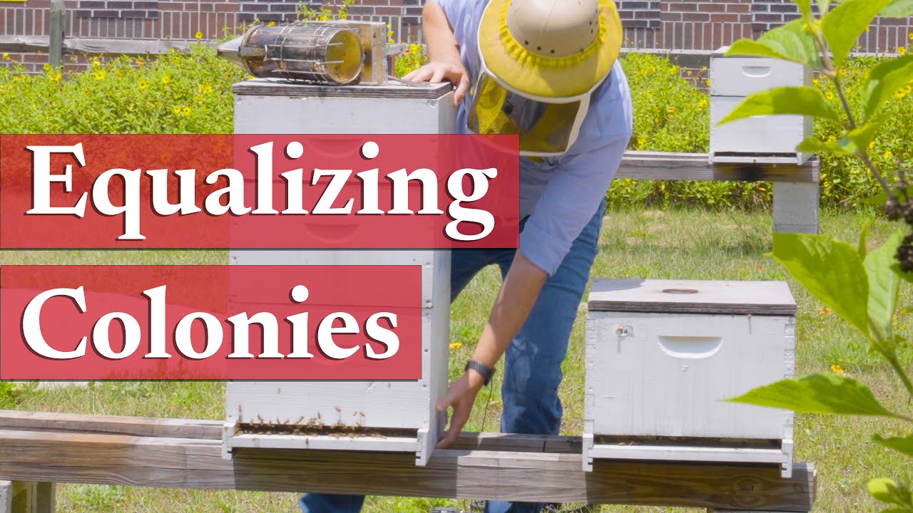 Equalizing Colonies | Beekeeping Academy | Ep. 48 - YouTube