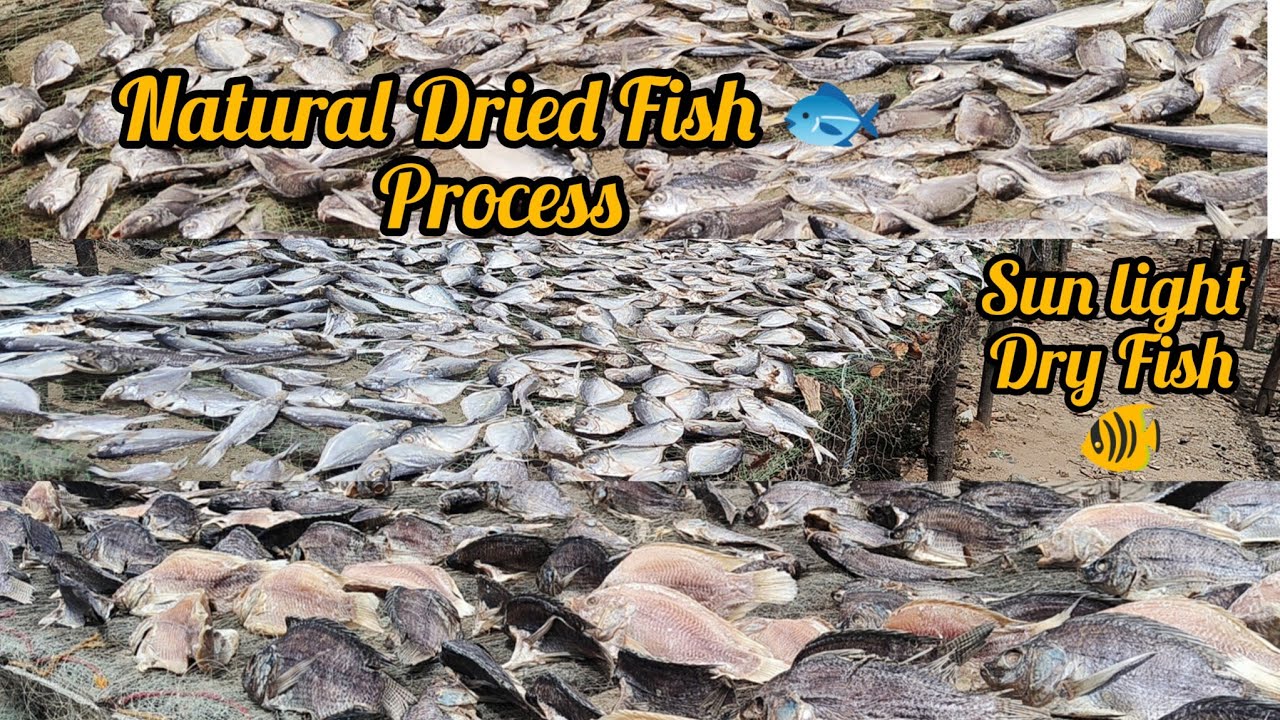 Why Stockfish Is So Expensive | Dried Fish Processing Explained | How ...