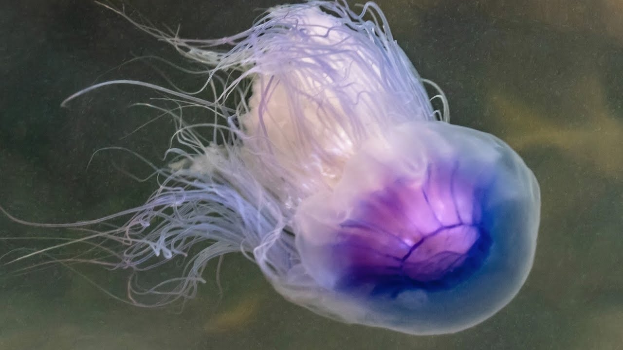 MEDUZA - Singura vietate nemuritoare - YouTube