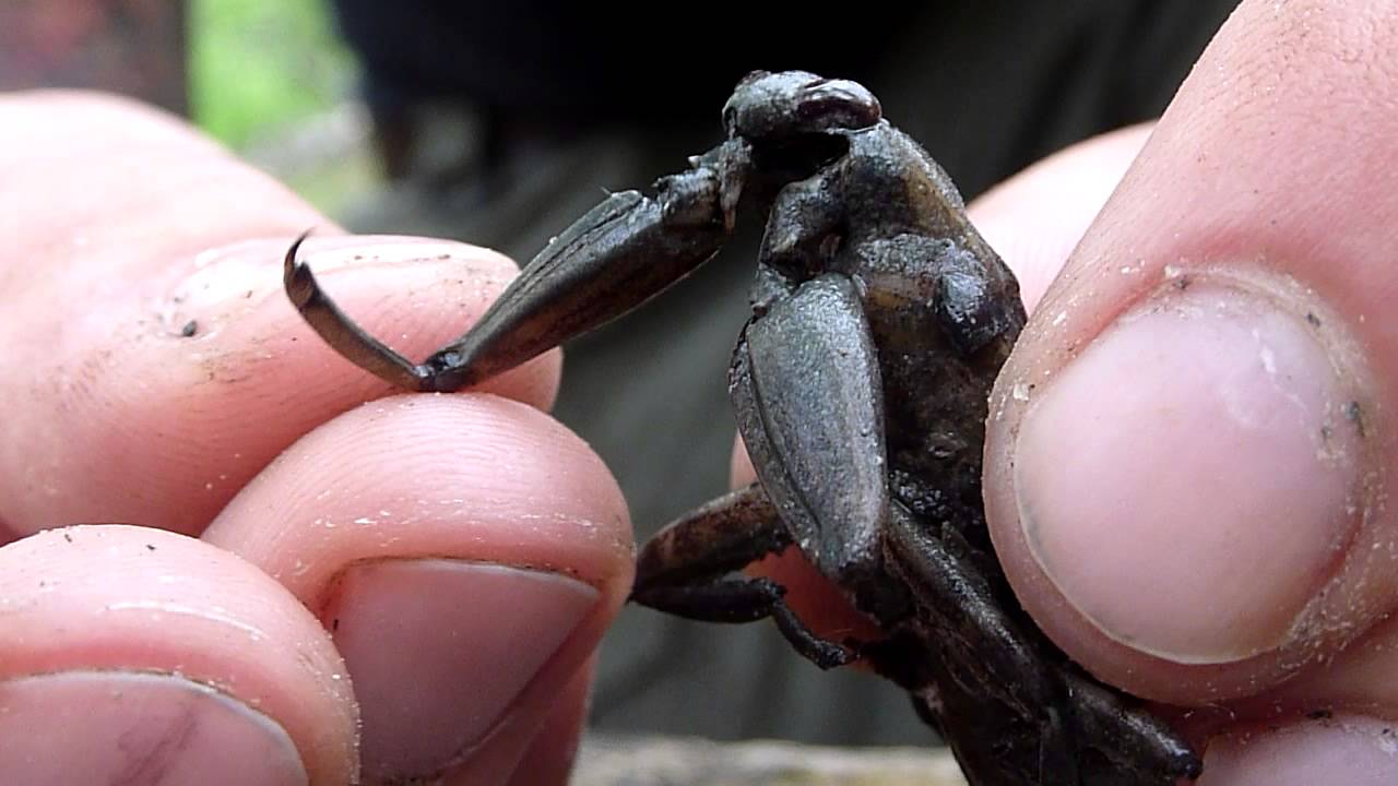Big Water Scorpion - YouTube