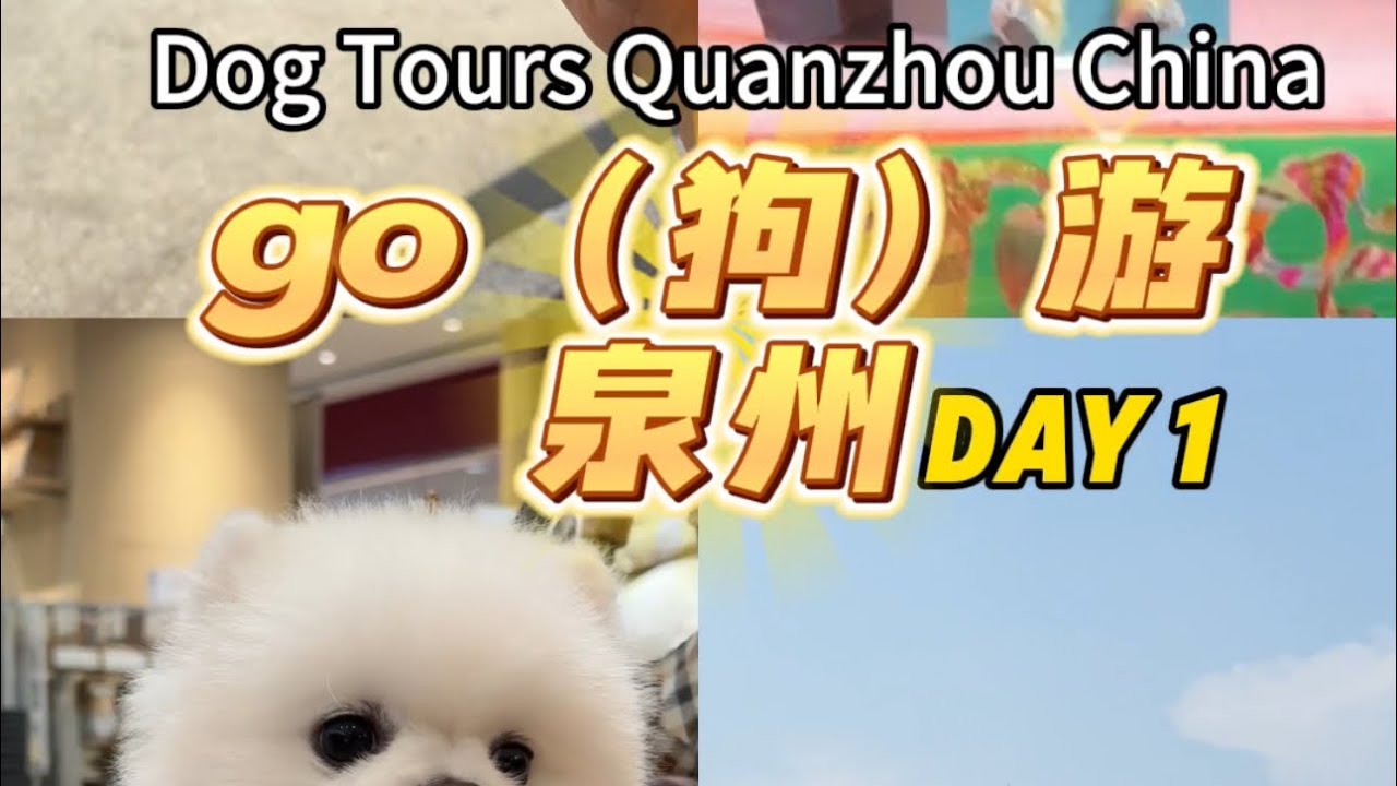Dog tours Quanzhou Fujian China - YouTube