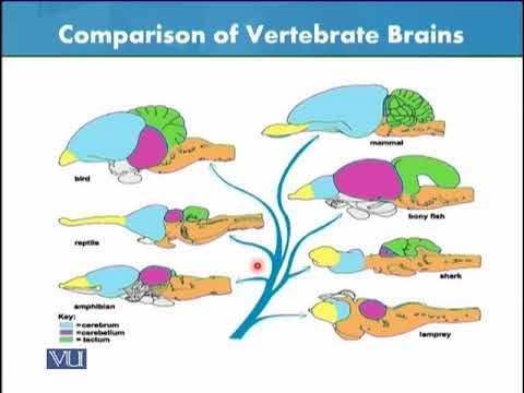 Comparison of Vertebrate Brains | Animal Form & Function 1 (Theory ...