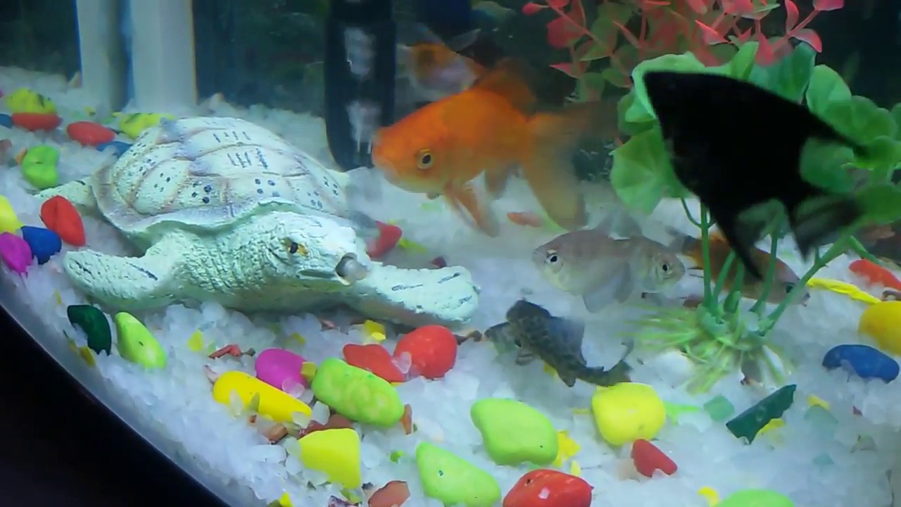 Aquarium Sucker Fish Eating Zebra Danio - YouTube