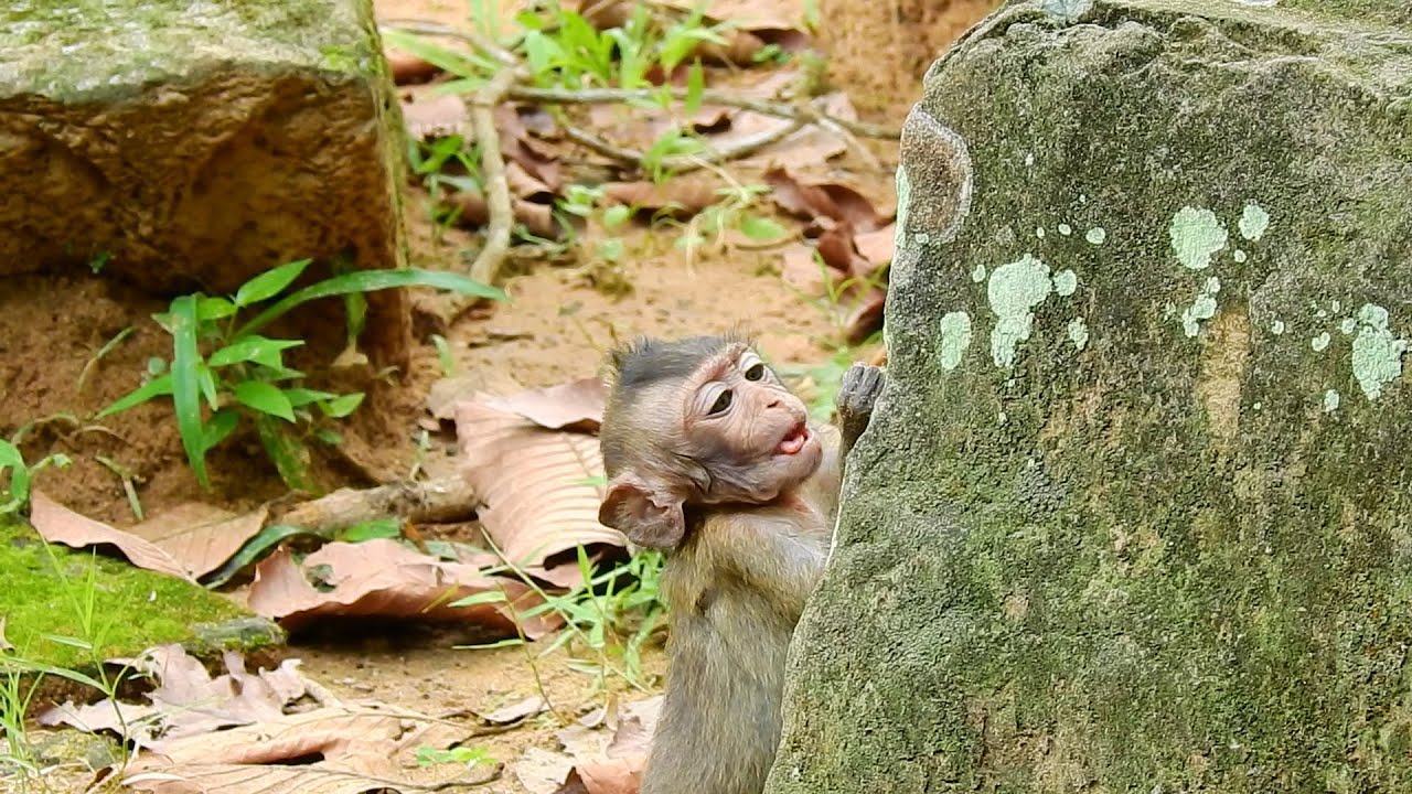 Great job baby Rony, Rony looks friendly and adapt himself living with ...