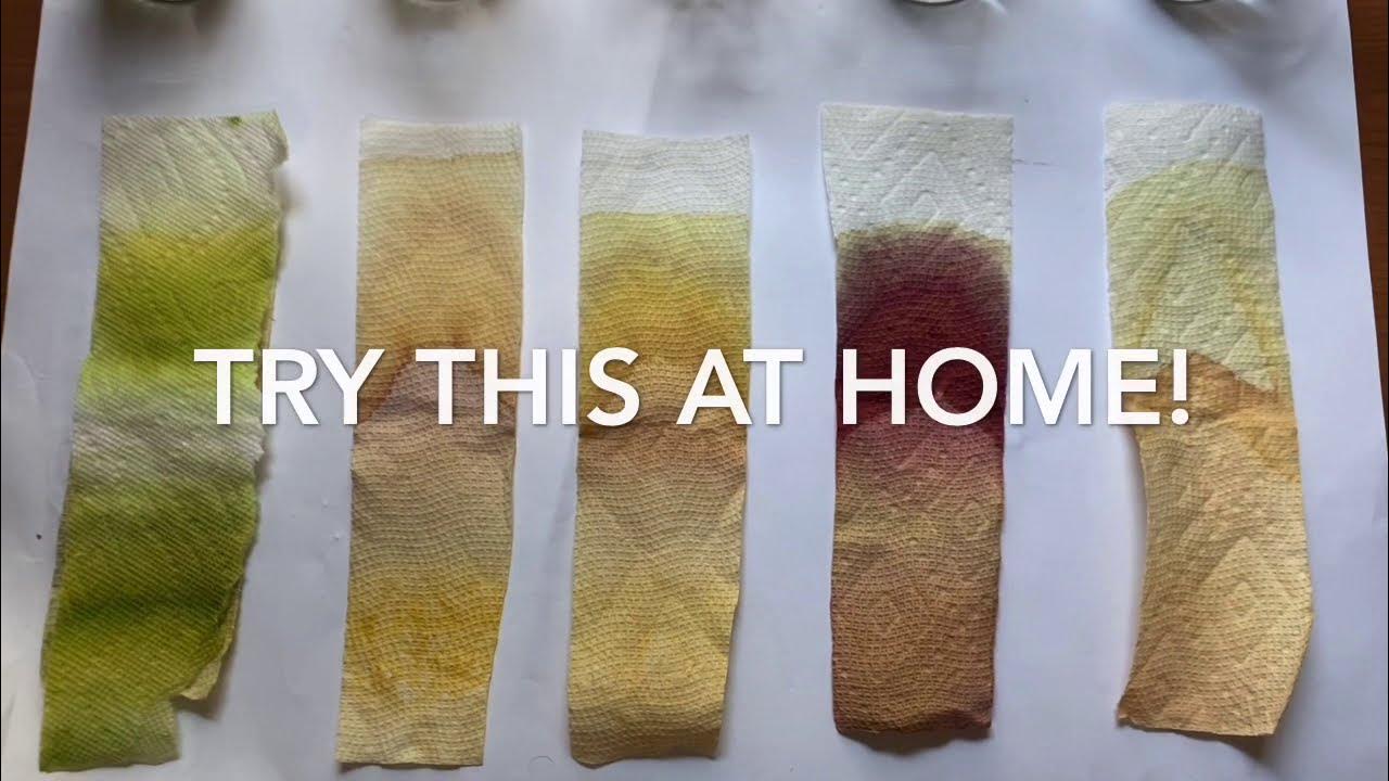 Part 2: The Hidden Colors in Leaves - A Science Experiment - YouTube