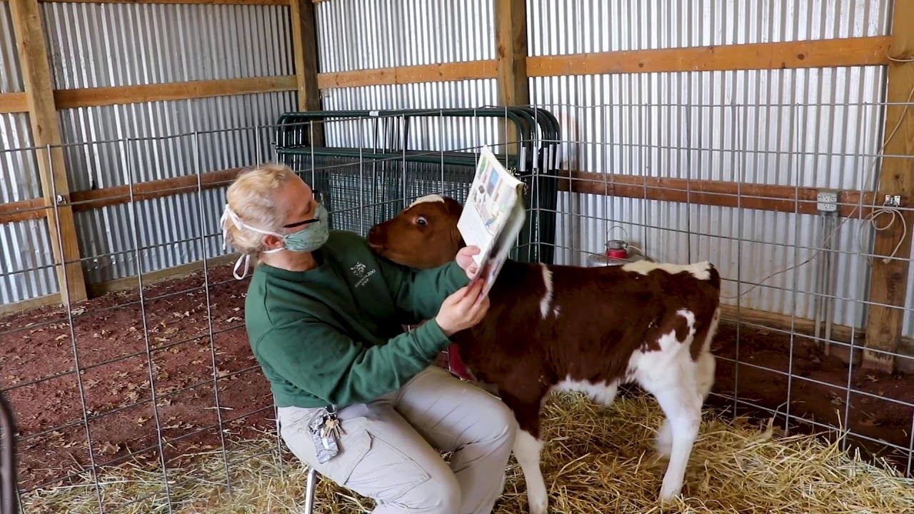 Minnesota Zoo Virtual Farm Babies - Calf's First Story - YouTube
