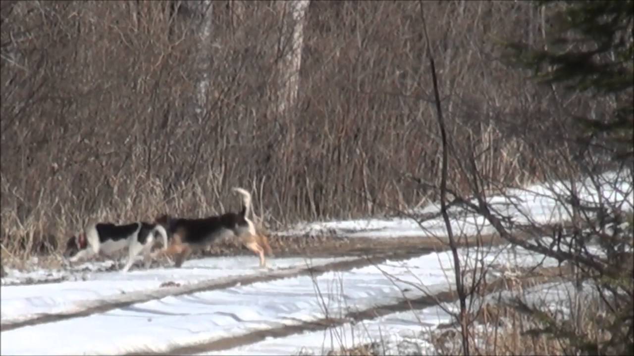 Hare Hunting With Beagles 4/12/16 - YouTube