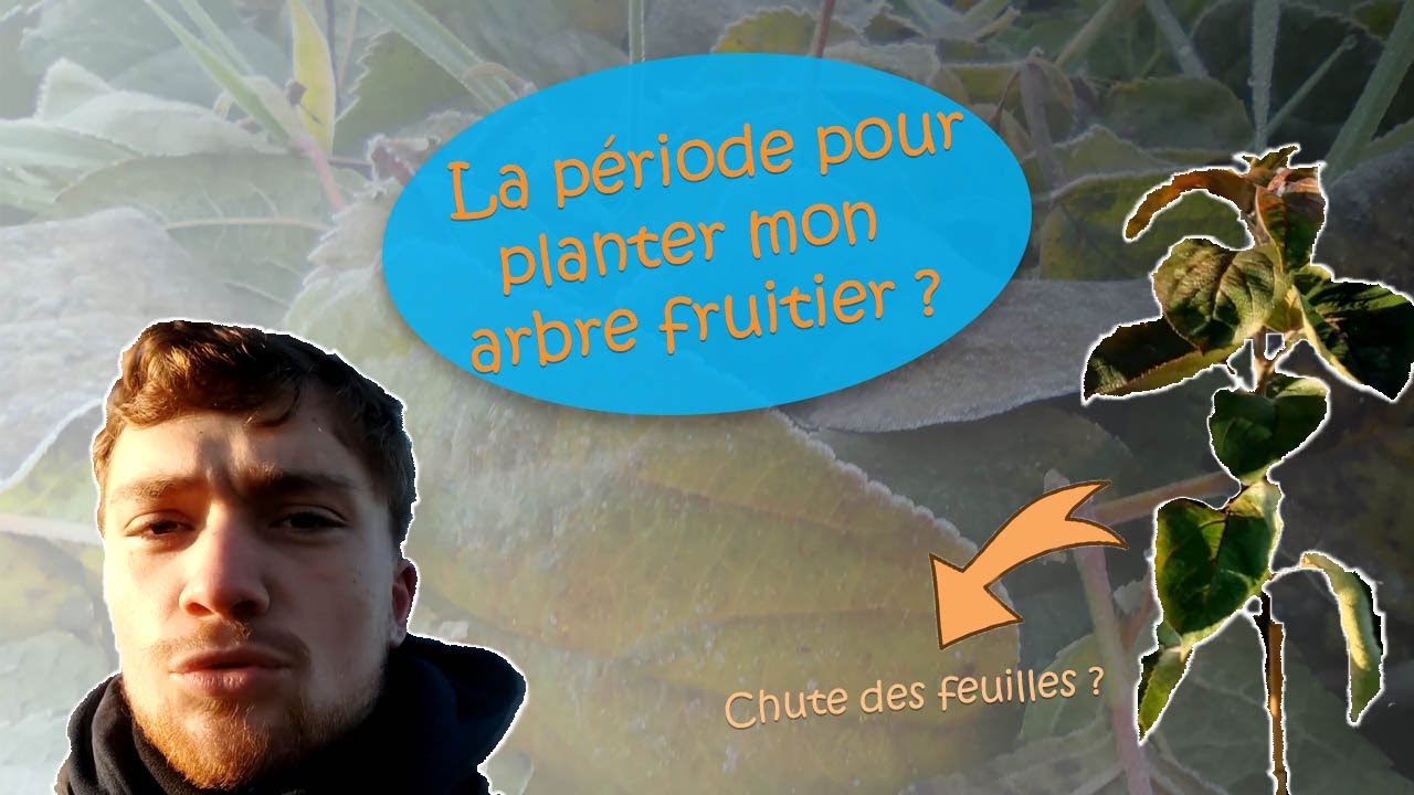 Quand planter les arbres fruitiers ? Les 3 critères à respecter ...