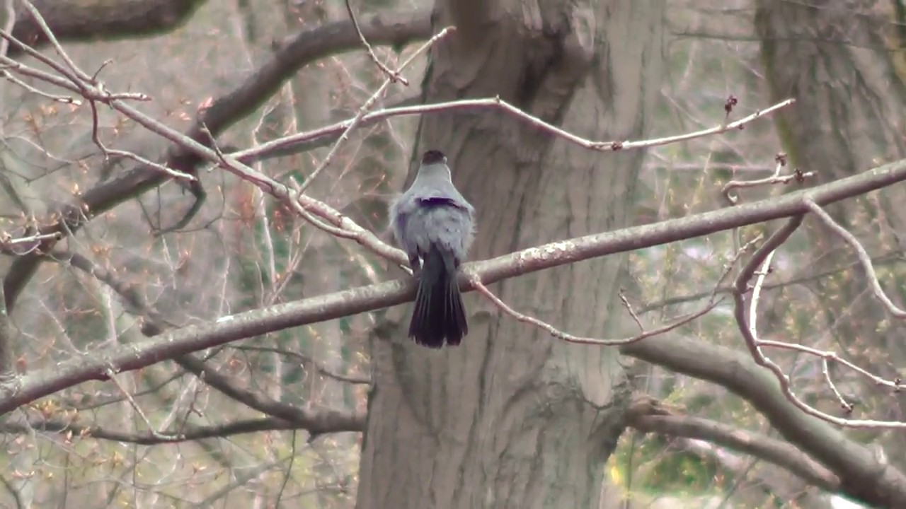 Gray Catbird Song 4 HQ HD - YouTube