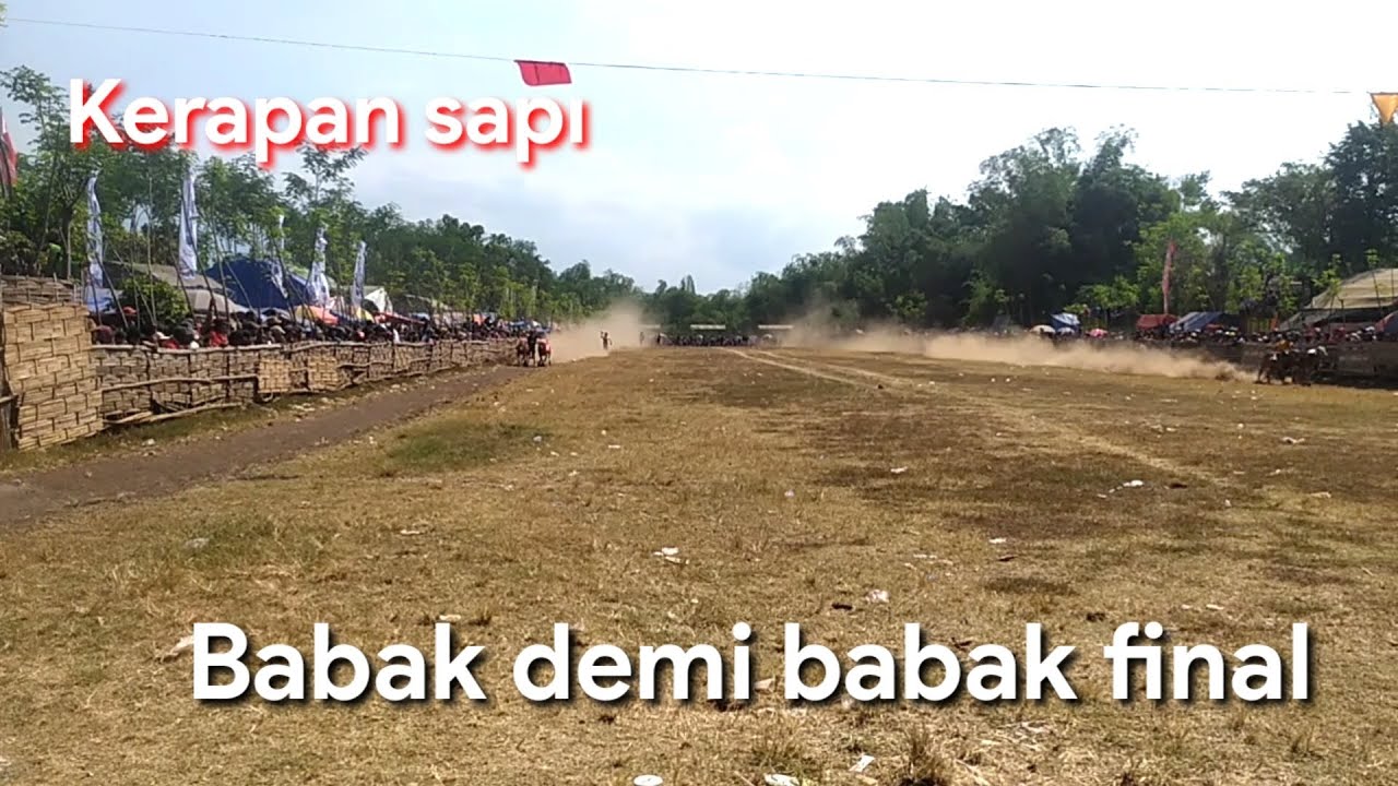 KERAPAN SAPI 2023 LAP. TEMPURAN BUPATI CUP - YouTube