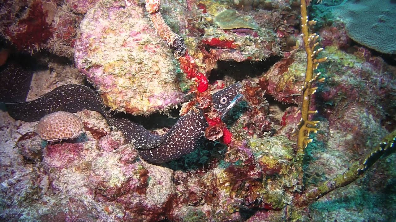 Diving with Spotted Moray Eel [Video Clip] | SeaLife Micro 2.0