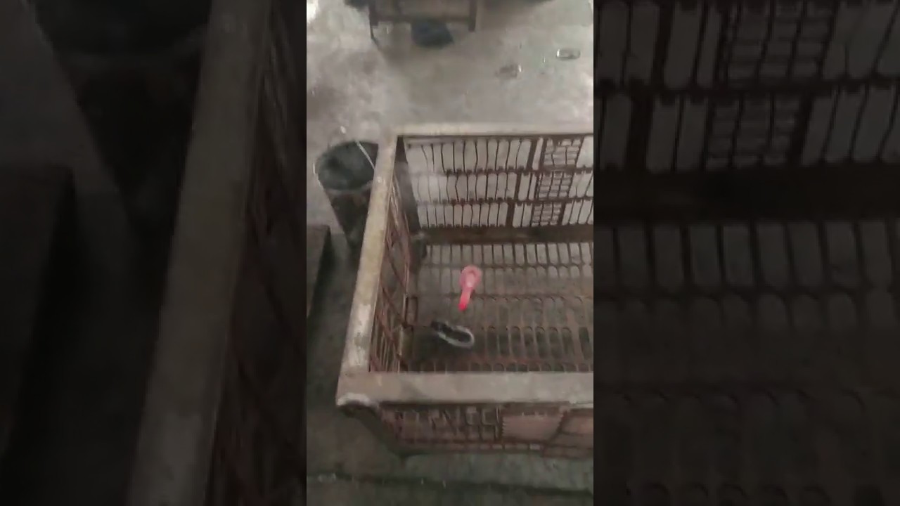 Production process of Transmission line Hardware U Shackle - YouTube