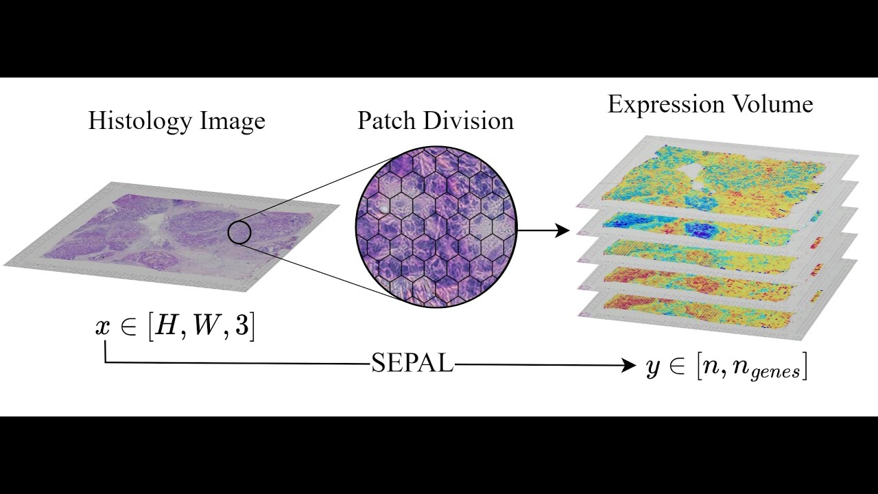 SEPAL: Spatial Gene Expression Prediction from Local Graphs - YouTube