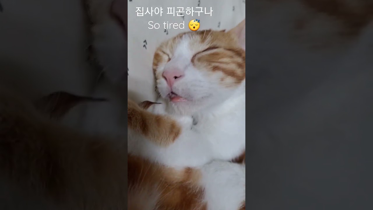 입벌리고 자는 아기고양이 Youtube