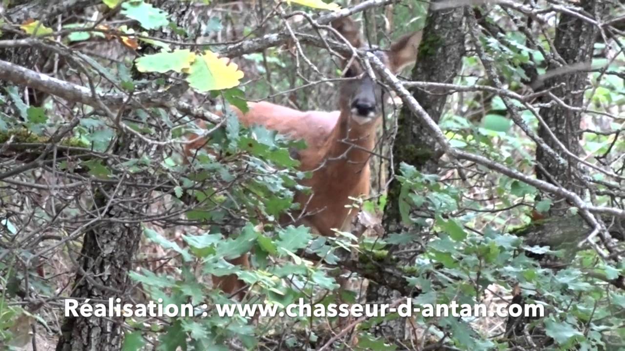 Une Chevrette bien curieuse ;) - YouTube