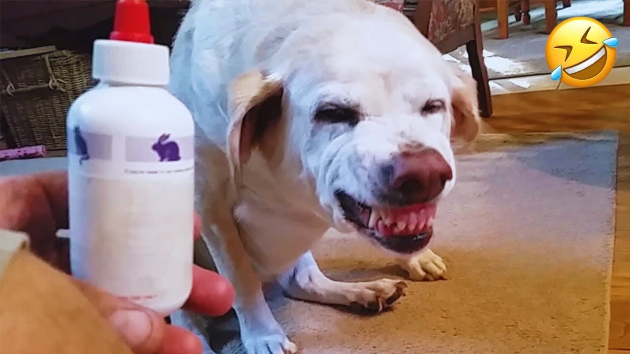 😻 Cats & Dogs Comedy Show😺🐶 Funniest Animal Moments That Will Brighten ...