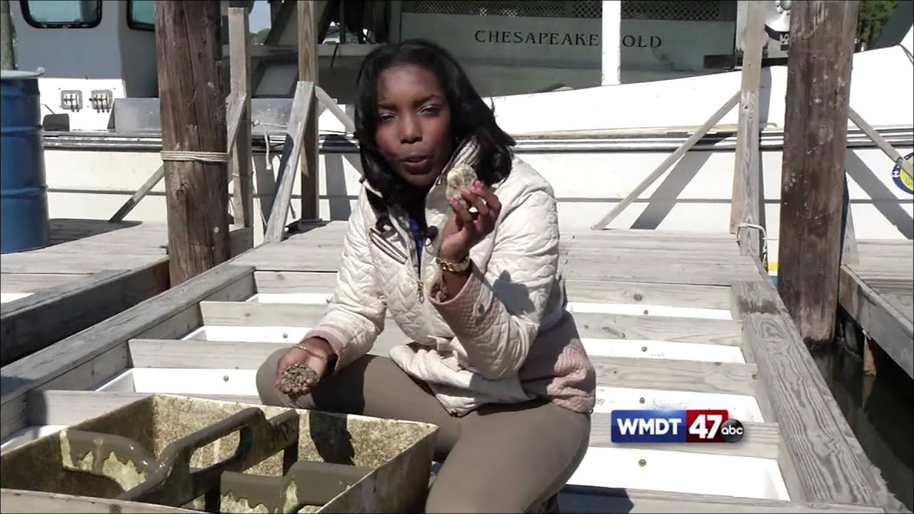 Local Waterman Revolutionizes Oysters - YouTube
