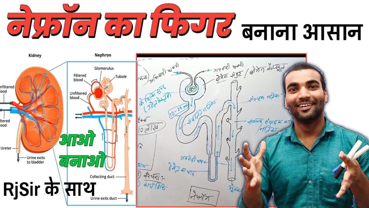 Nephron Simple Diagram In Hindi