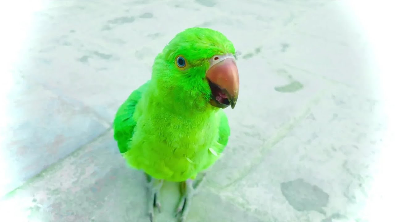 Ringneck Green Talking Parrot - YouTube