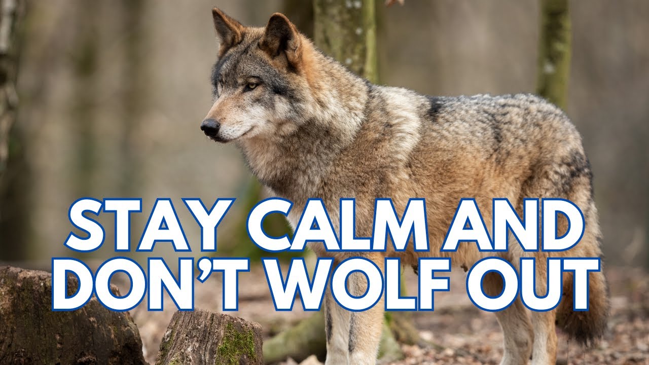 Wolf Incident Sparks Outrage as Sublette County Sheriff Joins ...