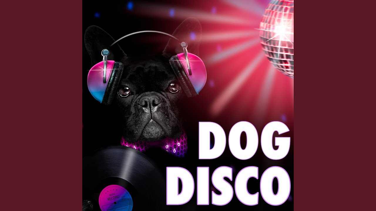 Disco Dog - YouTube