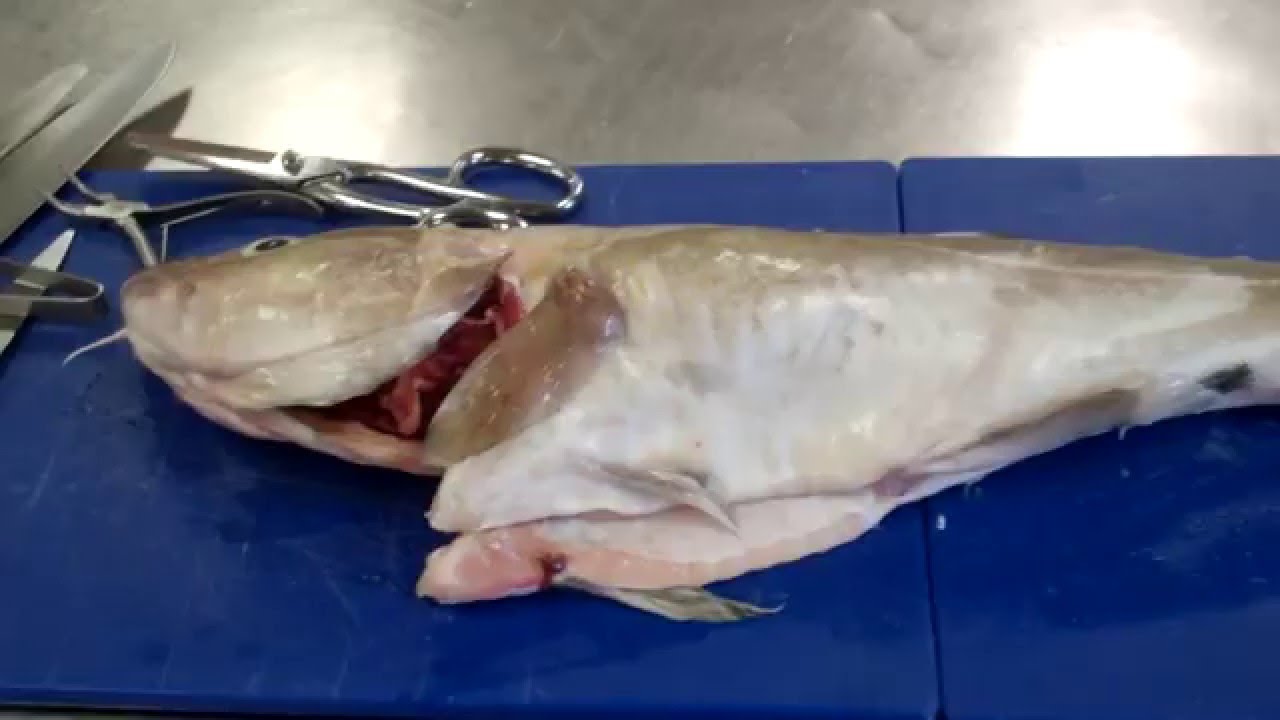 Quality points of round White fish - YouTube