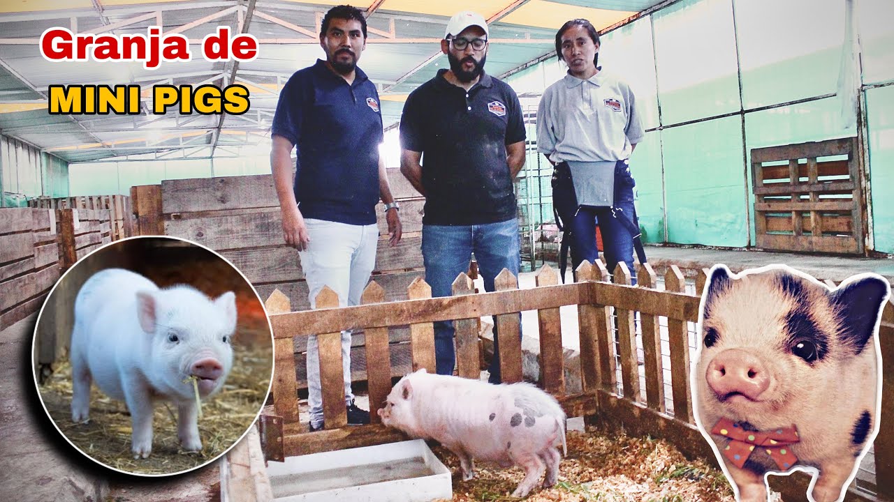 visitamos granjas de MINI PIG´s (Conoce más de ellos) 🐷🤠 - YouTube