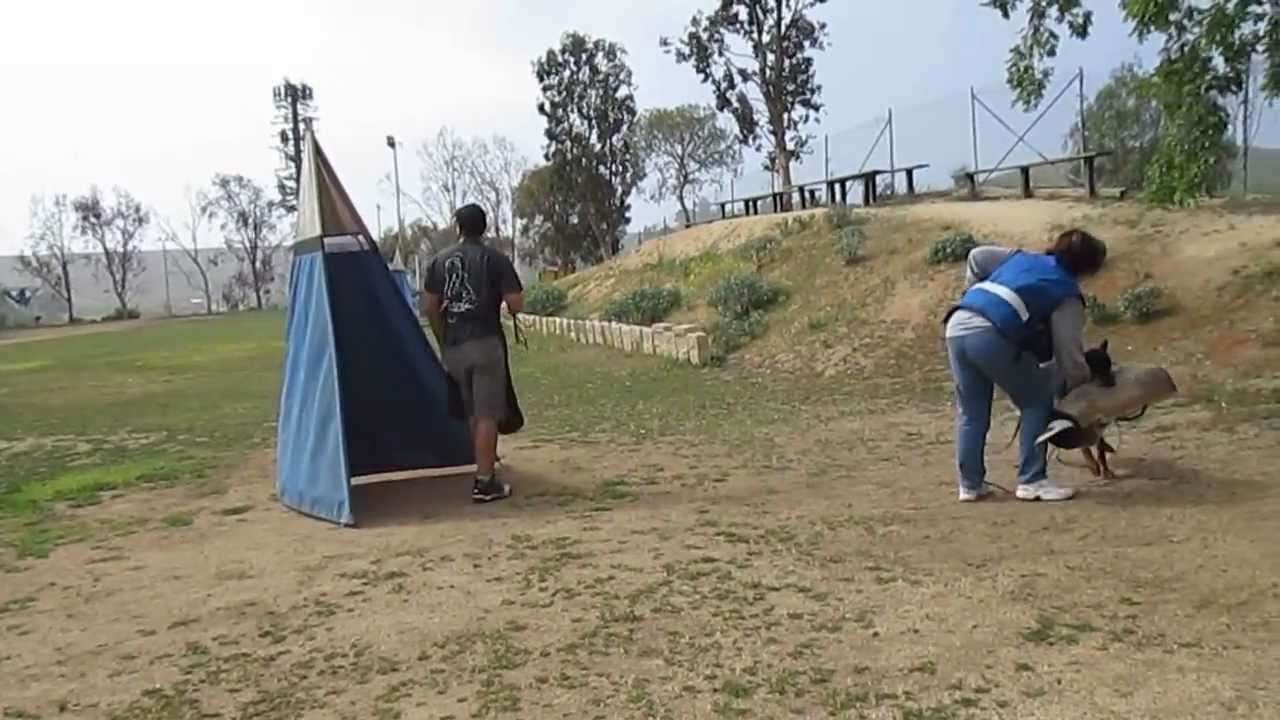 Linda with Eva - Adlercrest Dobermans - YouTube