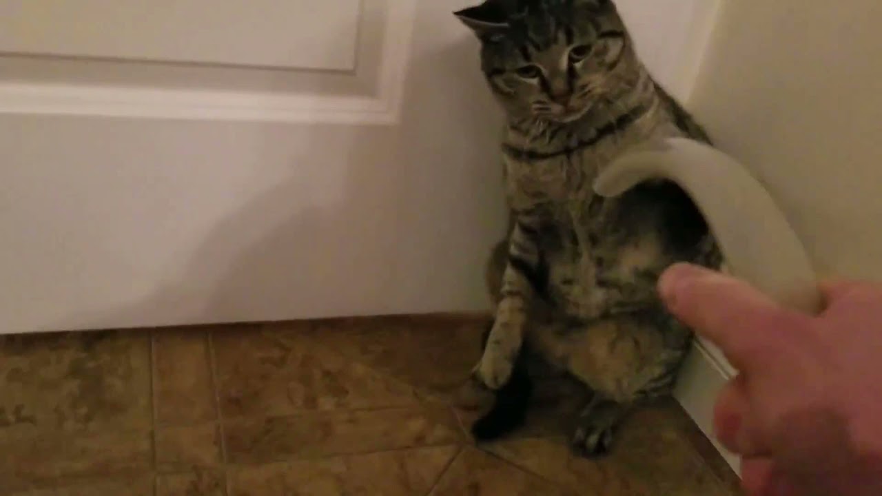 Shot on iPhone cat meme - YouTube