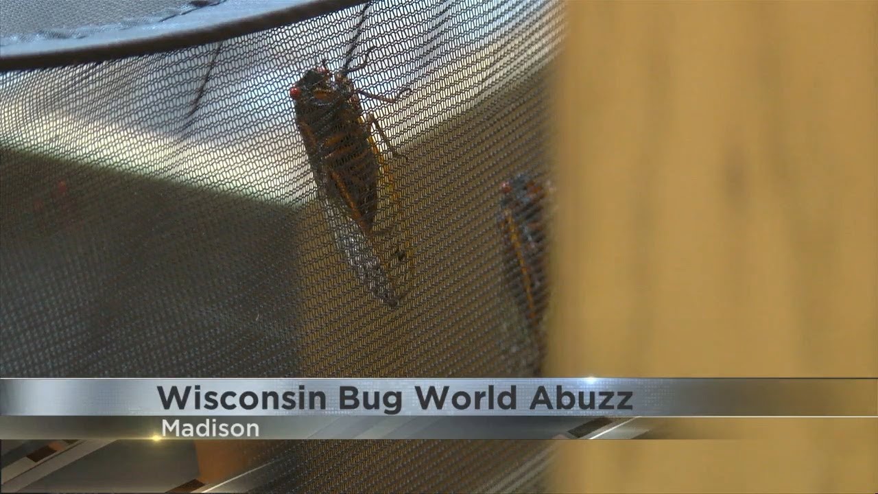 Scorpion, Moths, Beetle: Wisconsin Bugs Skitter Into Spotlight - YouTube