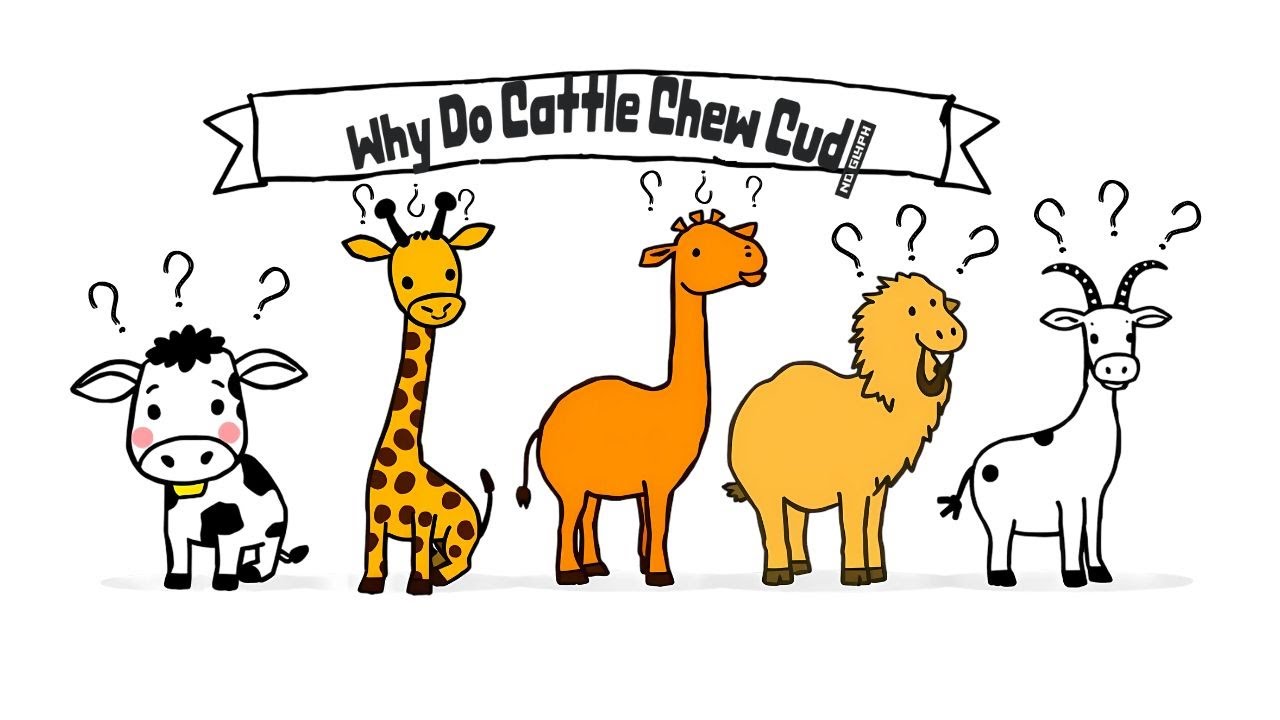 How to Understand Why Cattle Chew Cud - YouTube