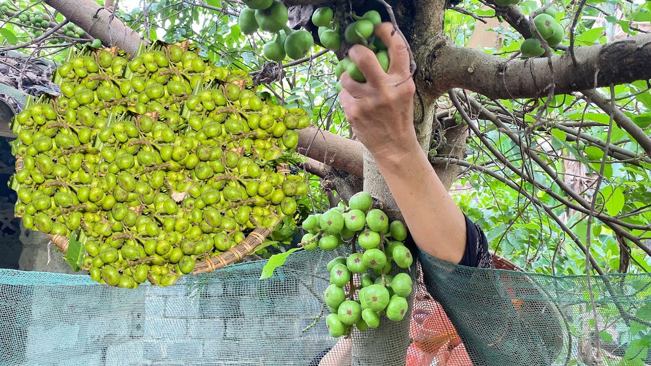 Traditional Pickled Figs: A Vietnamese Preservation Method, Peaceful ...