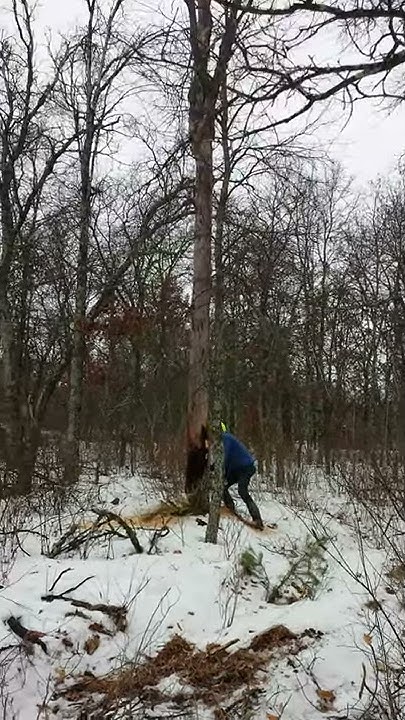 Near Death Experience! Logging - YouTube