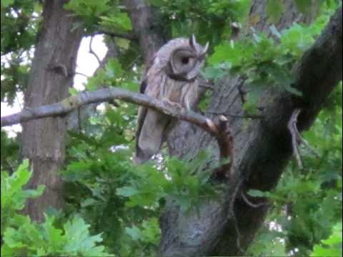 Ugglor.mov - YouTube