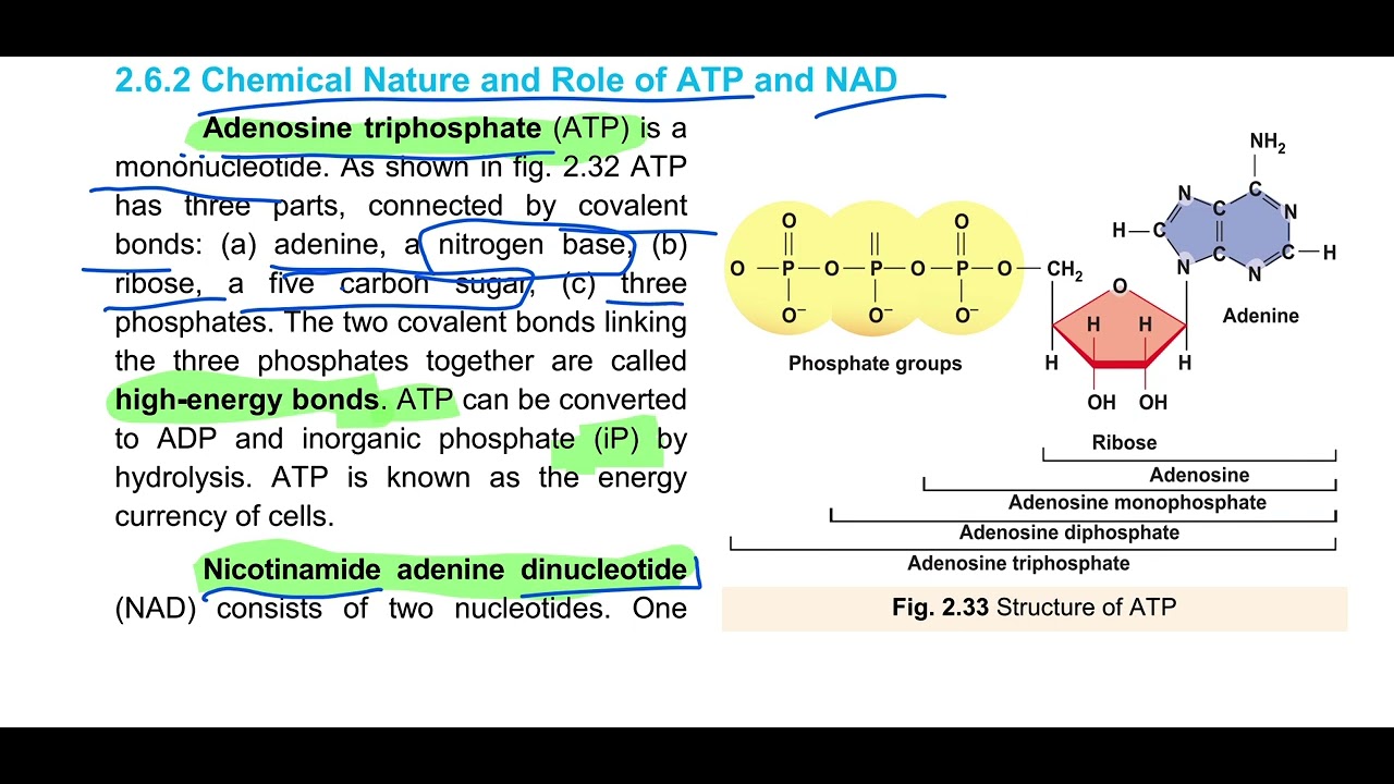 Chemical Nature and Role of ATP and NAD #biology #ATP #NAD #composition ...