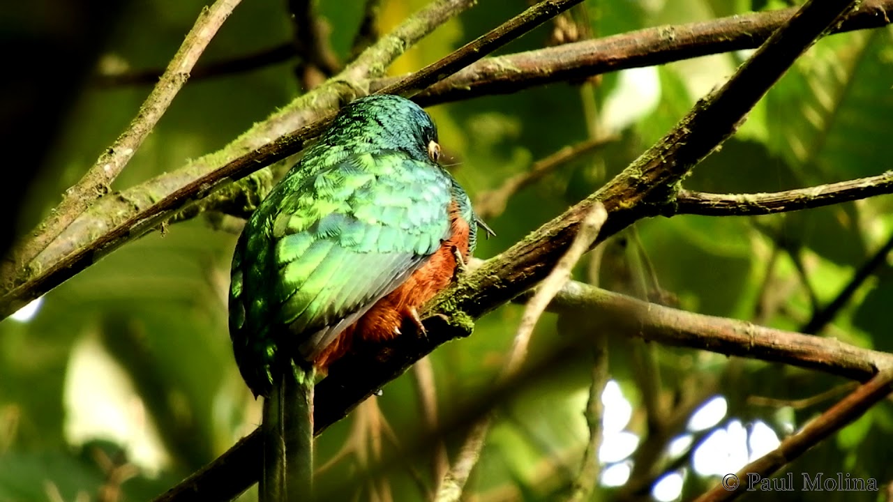 Jacamar, Calling (with fractured beak) - Coppery-chested Jacamar ...