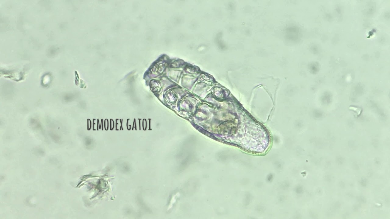 Demodex Gatoi | Guinea pig | skin scrape - YouTube