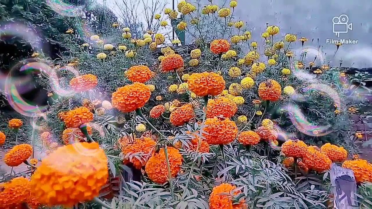 Flowers Videos - YouTube