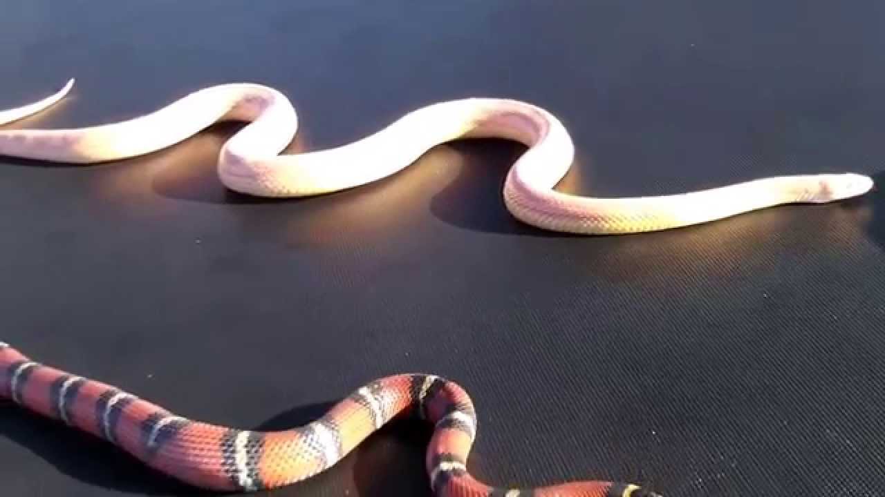 My corn snake and milk snake - YouTube