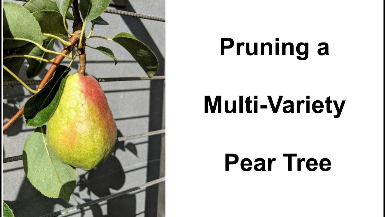 Pruning a Multi Variety Pear Tree - YouTube