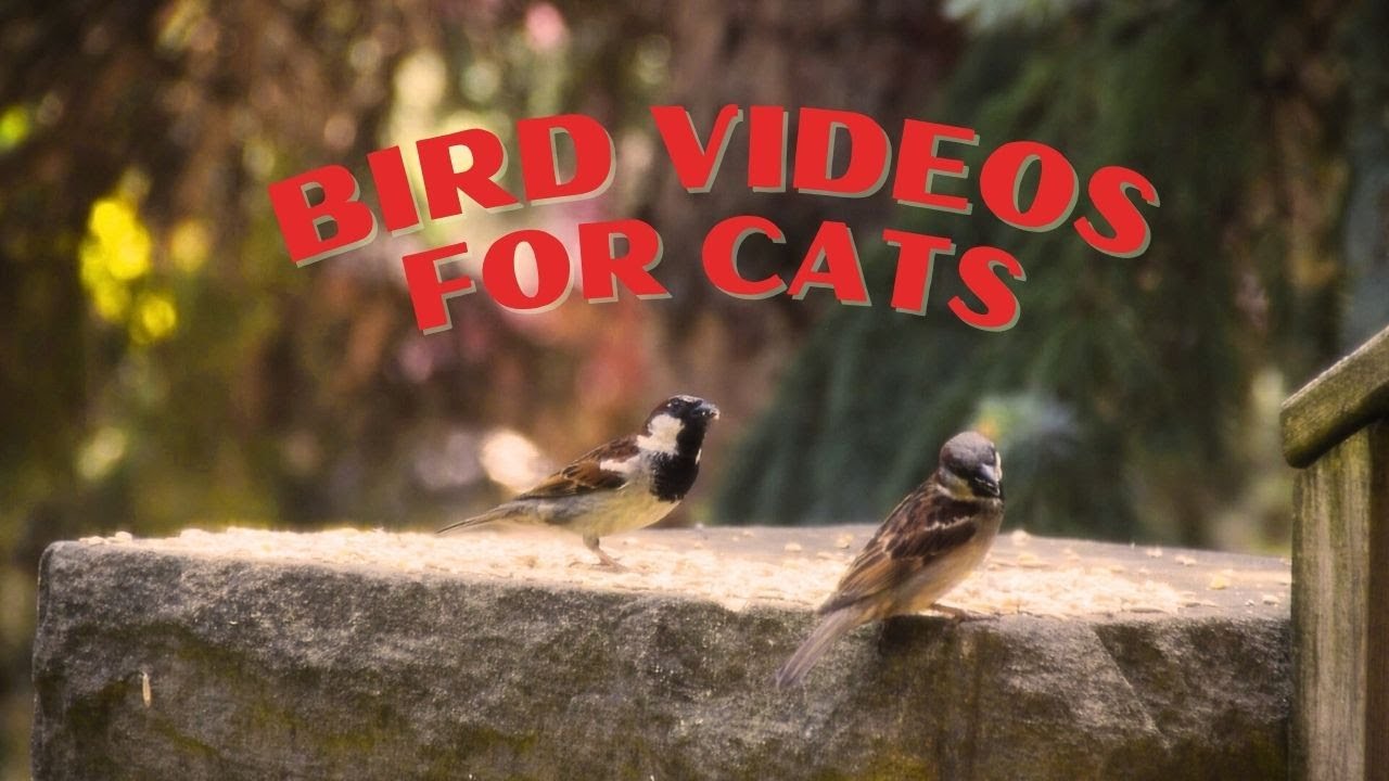 CAT TV | Bird Videos for Cats #catentertainment - YouTube