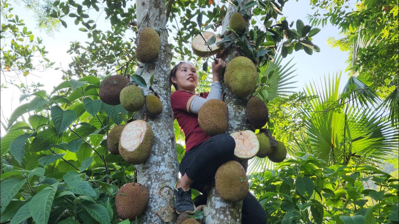 Harvesting jackfruit on the tree to bring to the market, my daily life ...