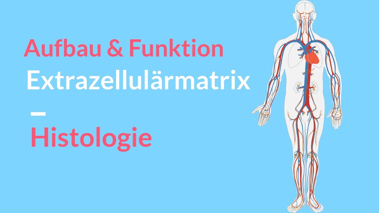 Was ist die Extrazellulärmatrix? Alle Funktionen & Bestandteile (Aufbau ...