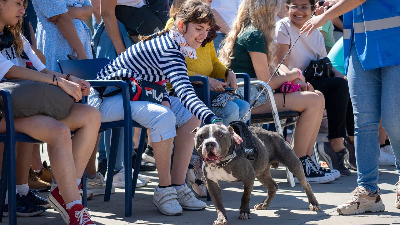 Mucha emoción y amor por los animales en el 26º Desfile de perros de ...