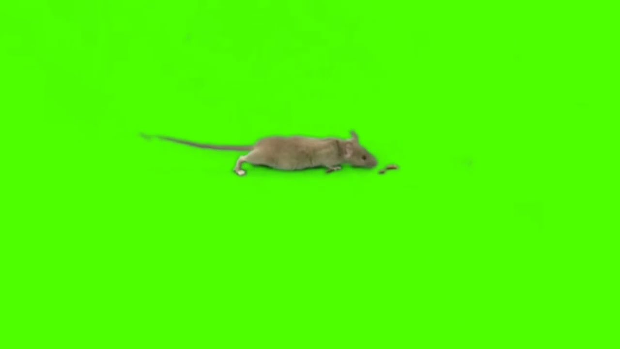 Rat green screen effect green screen tikus - YouTube